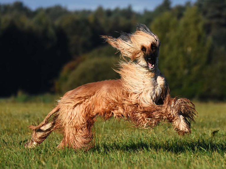 Unraveling The Mystery: Why Do Dogs Hop When Running?