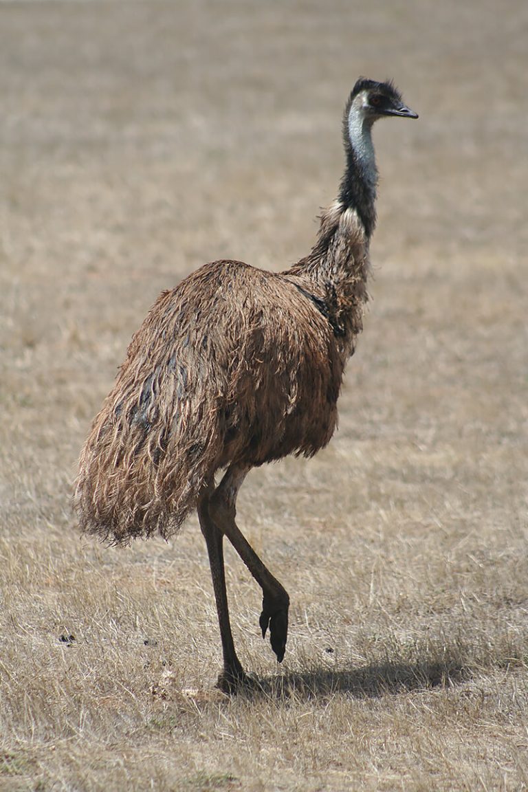 Do Emus Have Predators: Exploring The Wildlife Threats