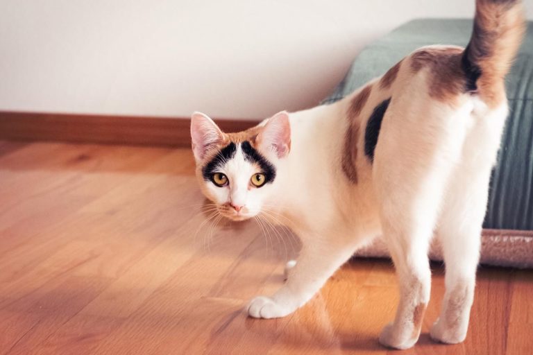 Why Do Cats Put Their Butt In Your Face? Exploring Feline Behavior
