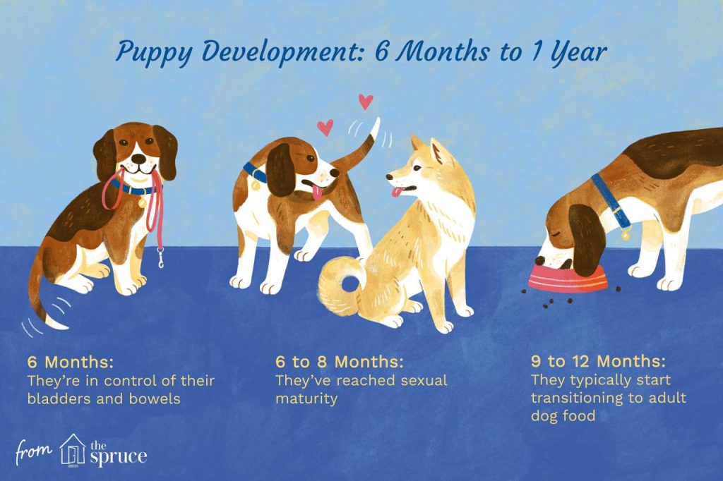 Is A 5-Month-Old Puppy Too Old To Start Training?